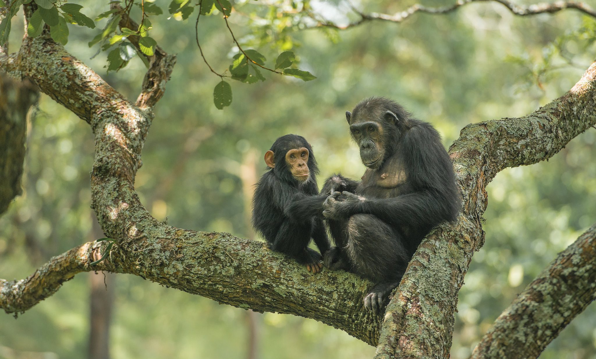Gombe Stream National Park - Travel Guide, Activities & More